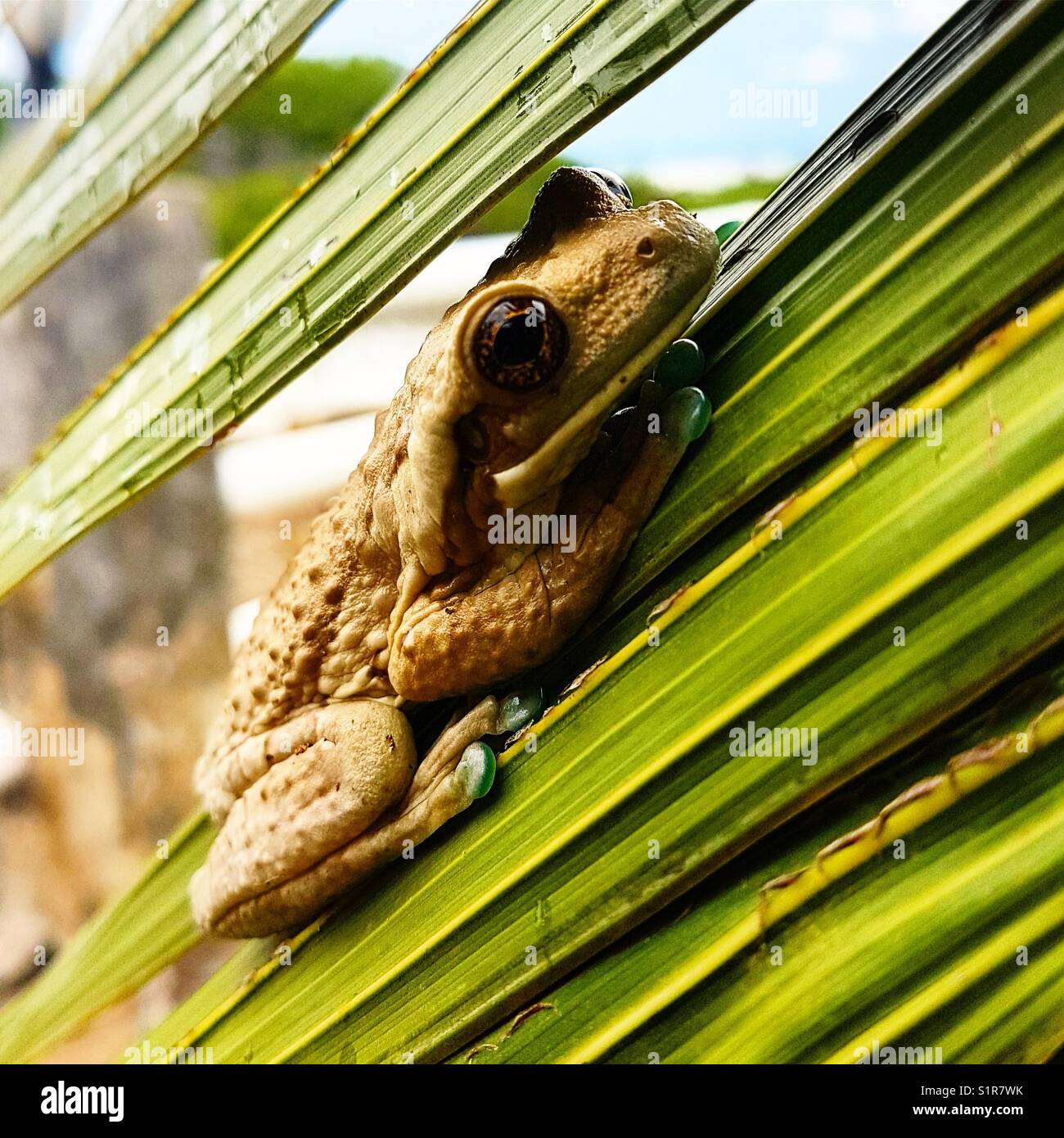 Tree frog palm tree hi-res stock photography and images - Alamy