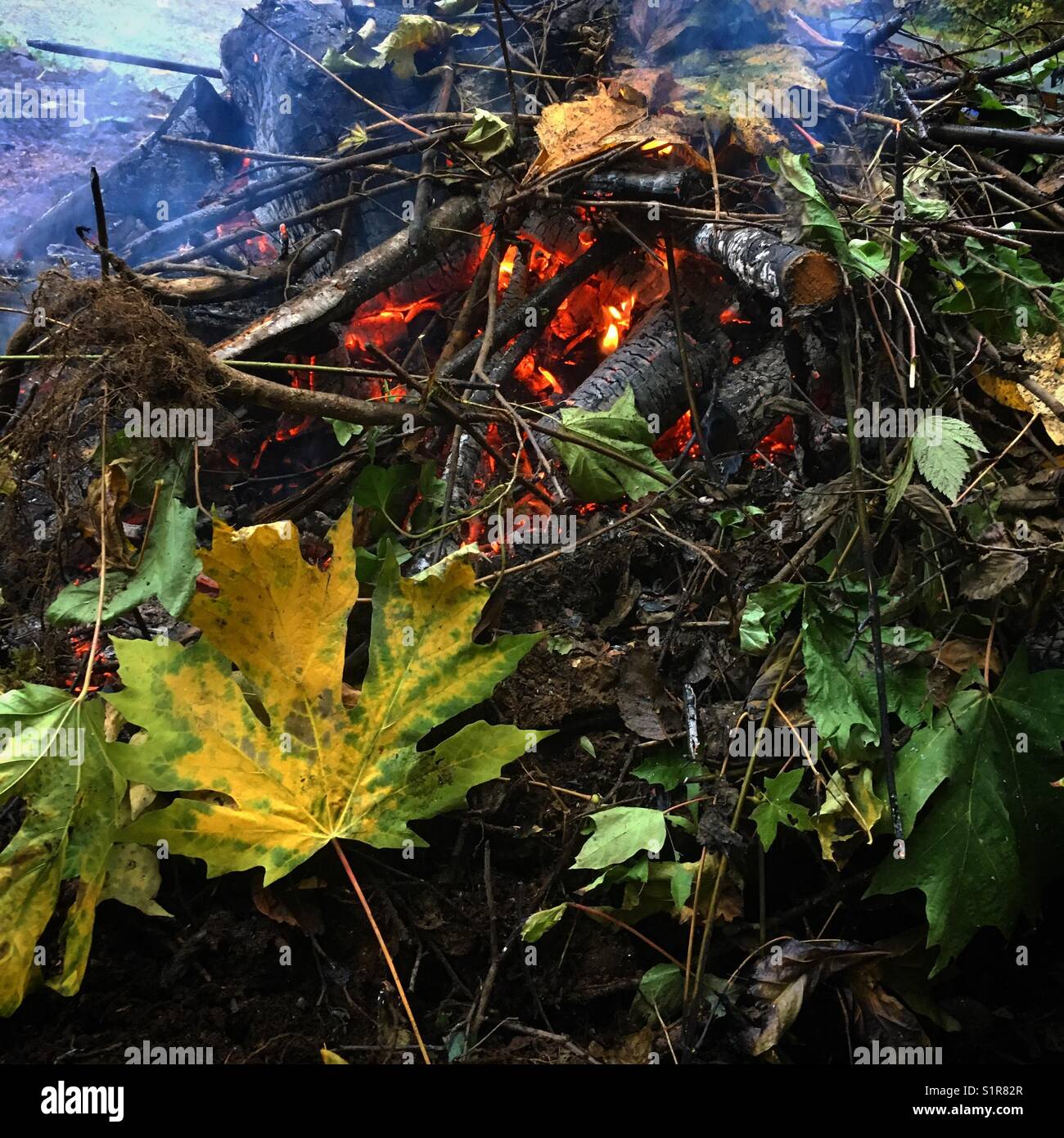 Maple leaf forever Stock Photo - Alamy