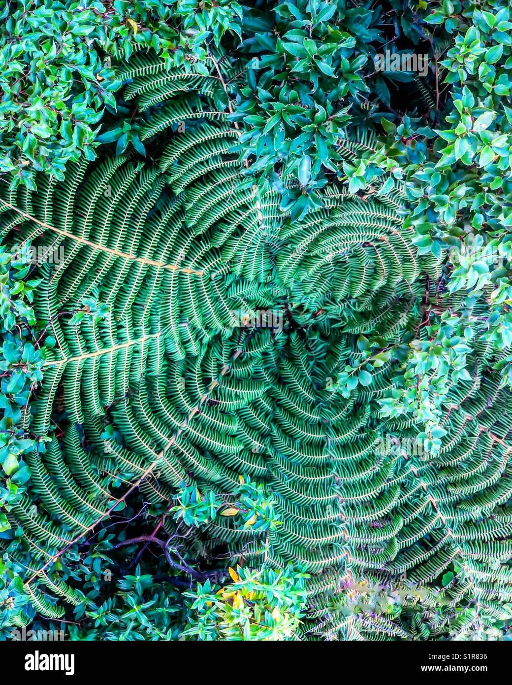 Natural spirals hi-res stock photography and images - Alamy