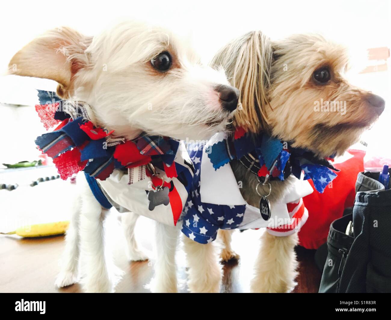 Patriotic dogs hi-res stock photography and images - Alamy