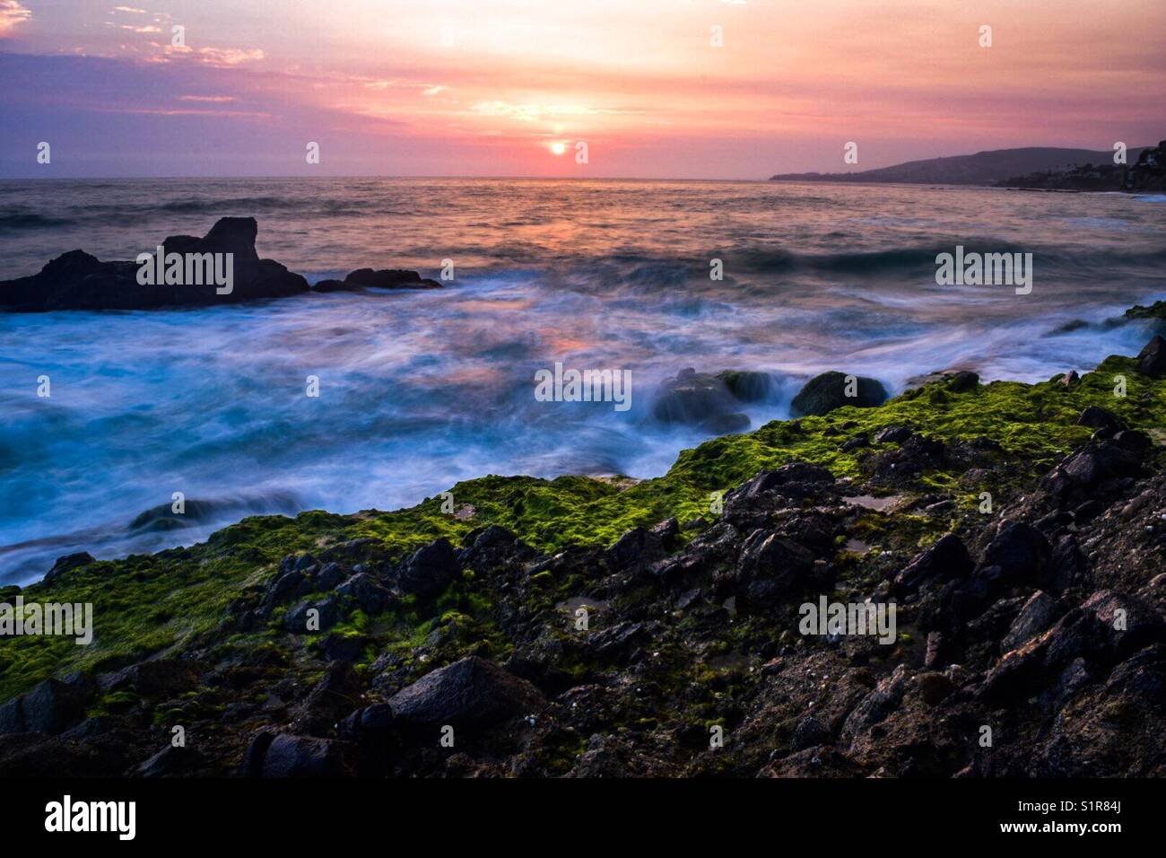 Orange purple shells hi-res stock photography and images - Alamy