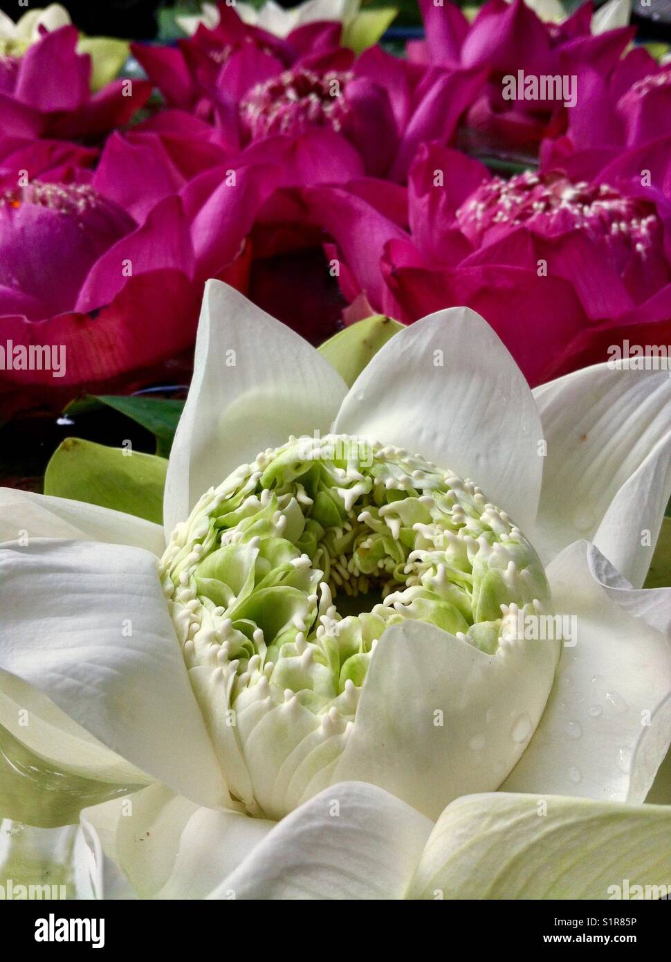 Thailand red lotus hi-res stock photography and images - Alamy