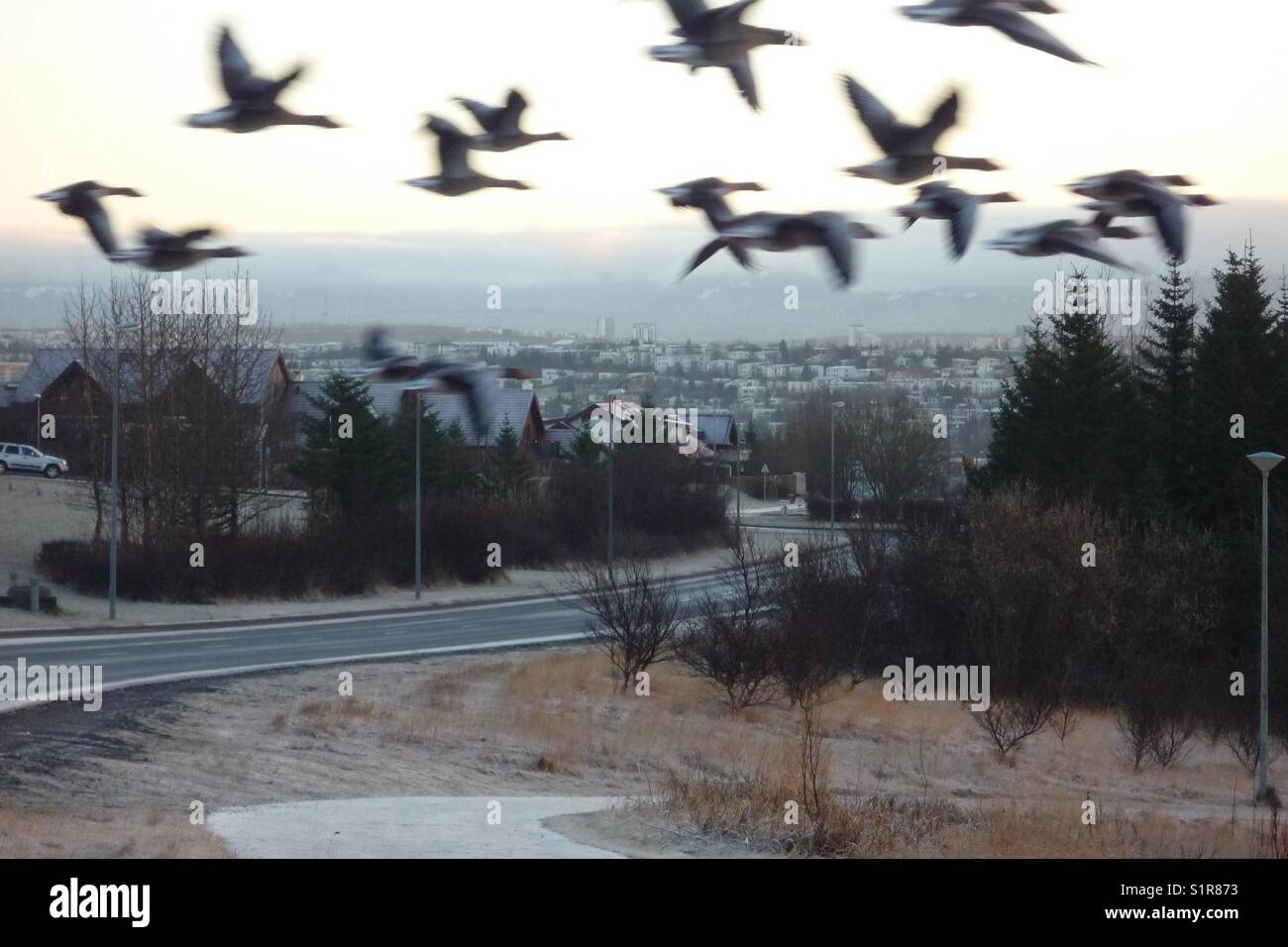 Birds fleeing the scene Stock Photo - Alamy