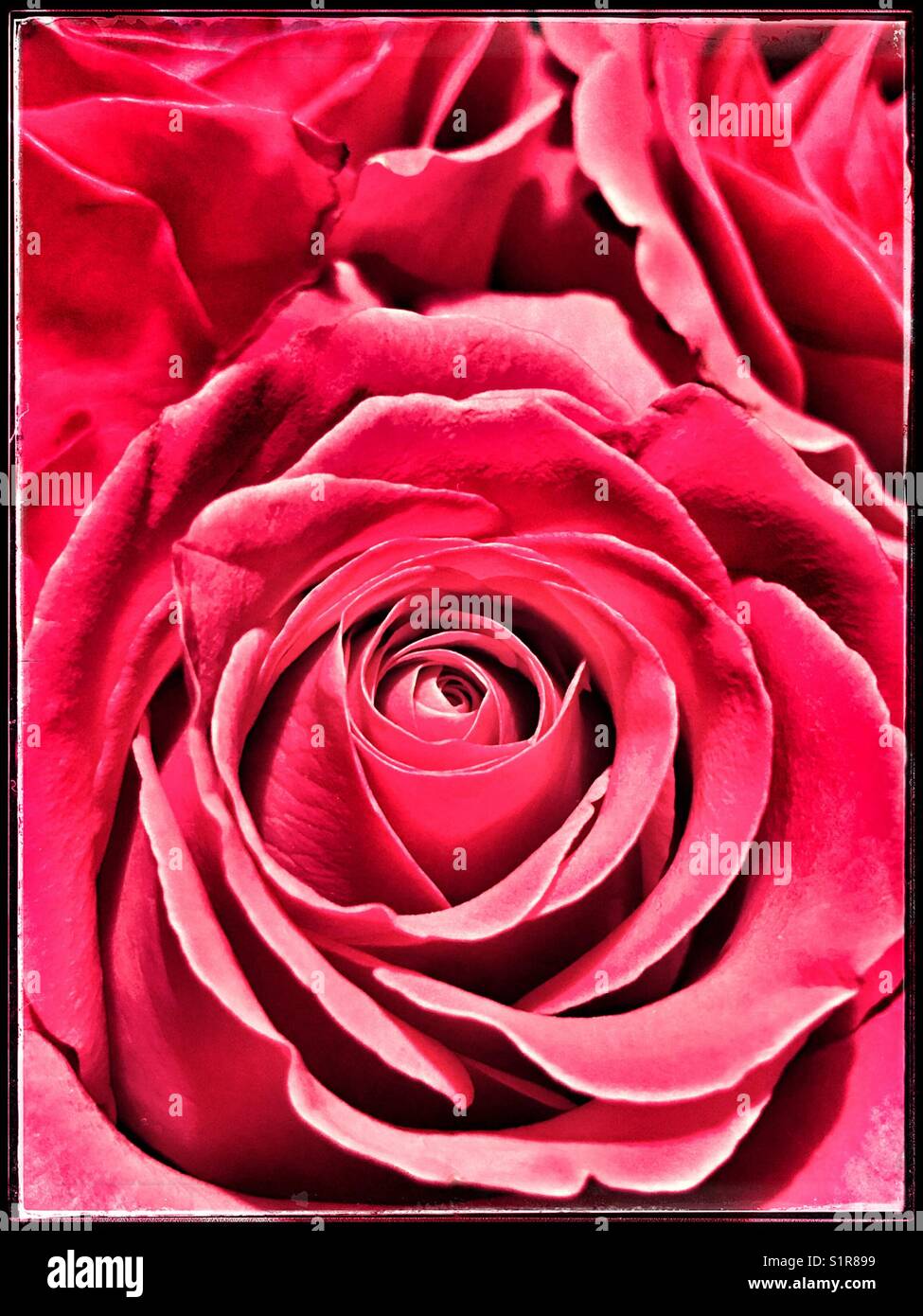 Pink roses in dramatic lighting Stock Photo - Alamy