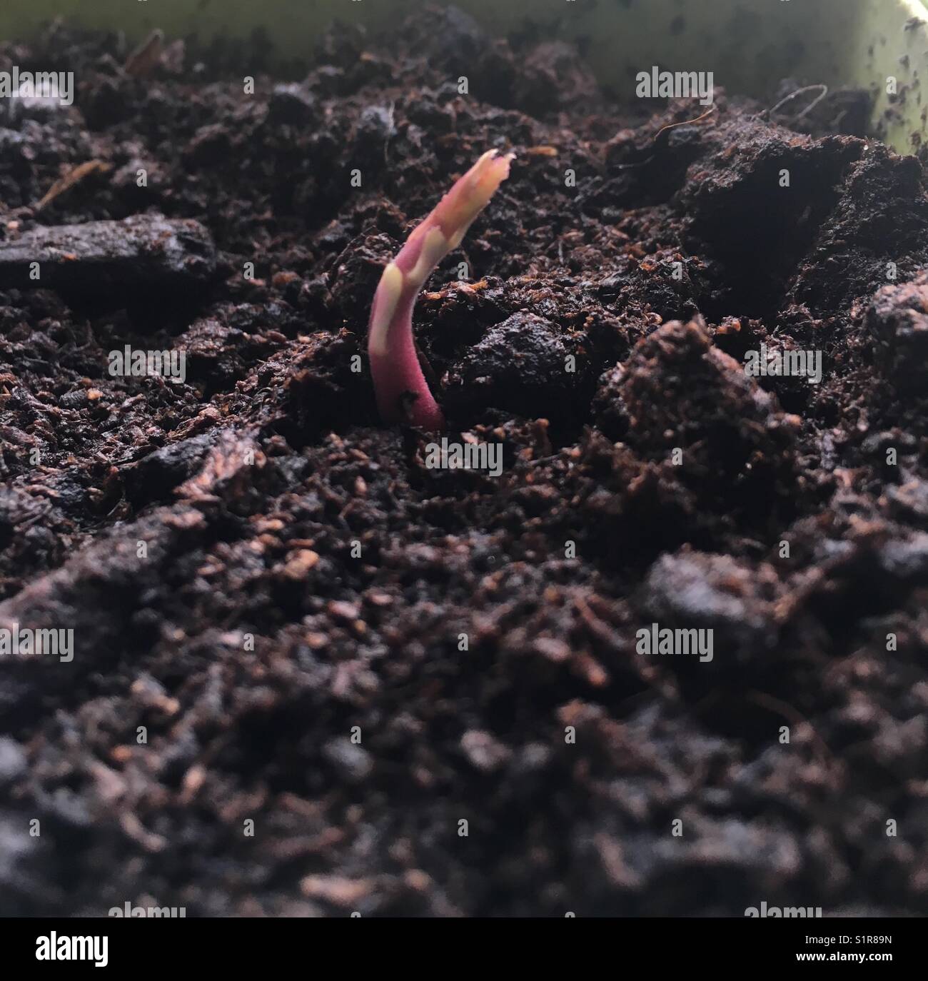 Walnut sprout hi-res stock photography and images - Alamy