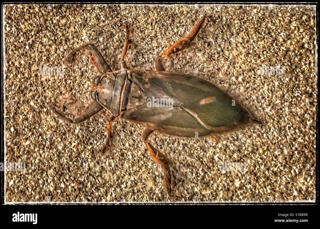 Water bug hi-res stock photography and images - Alamy