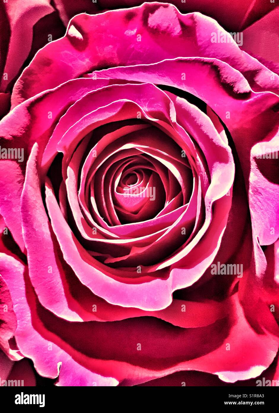 Pink rose in dramatic lighting Stock Photo - Alamy