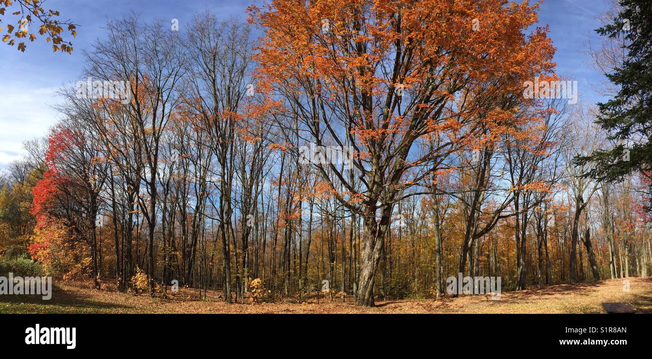 Last of autumn Stock Photo - Alamy