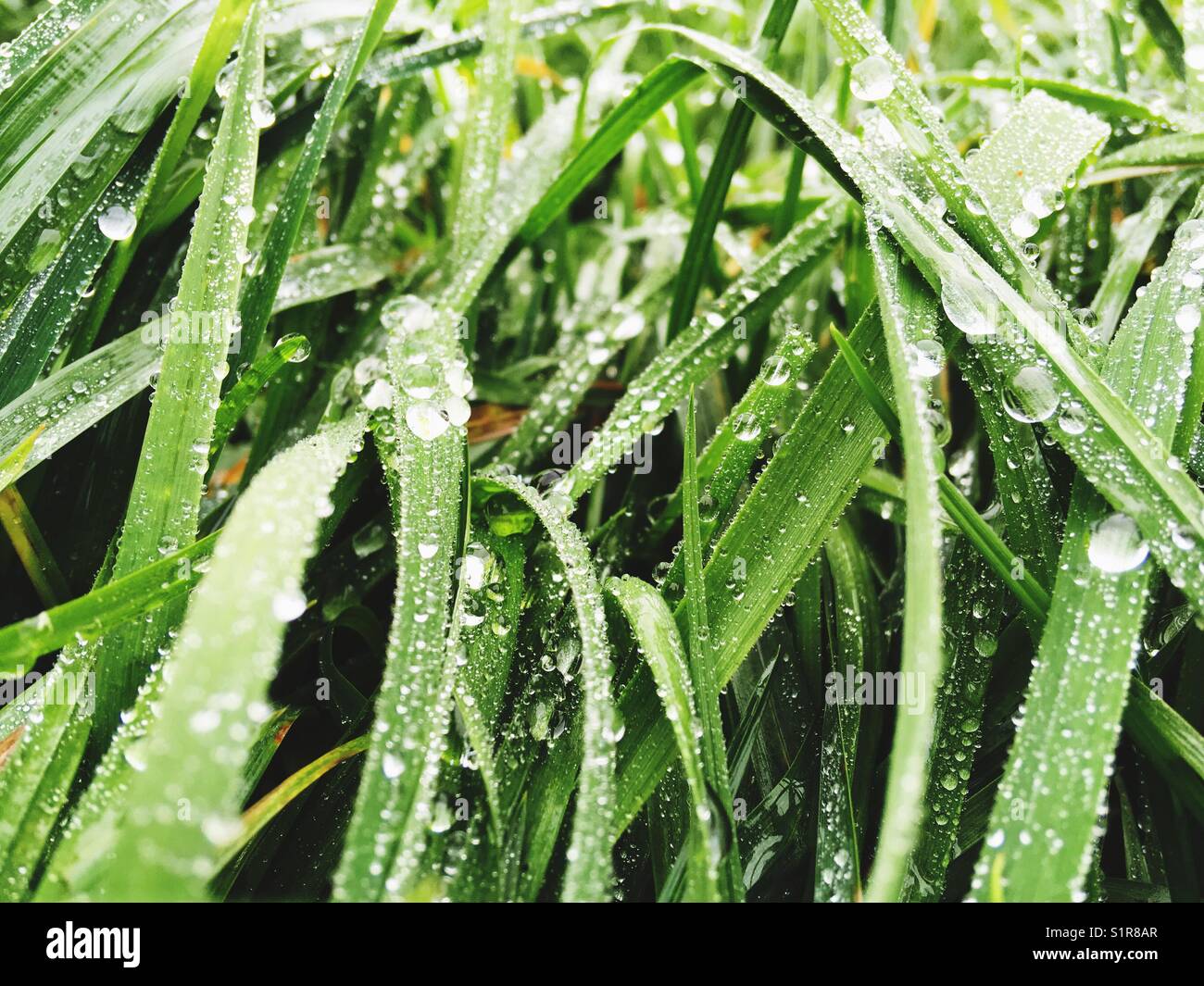 Grass after rain drops dew hi-res stock photography and images - Alamy