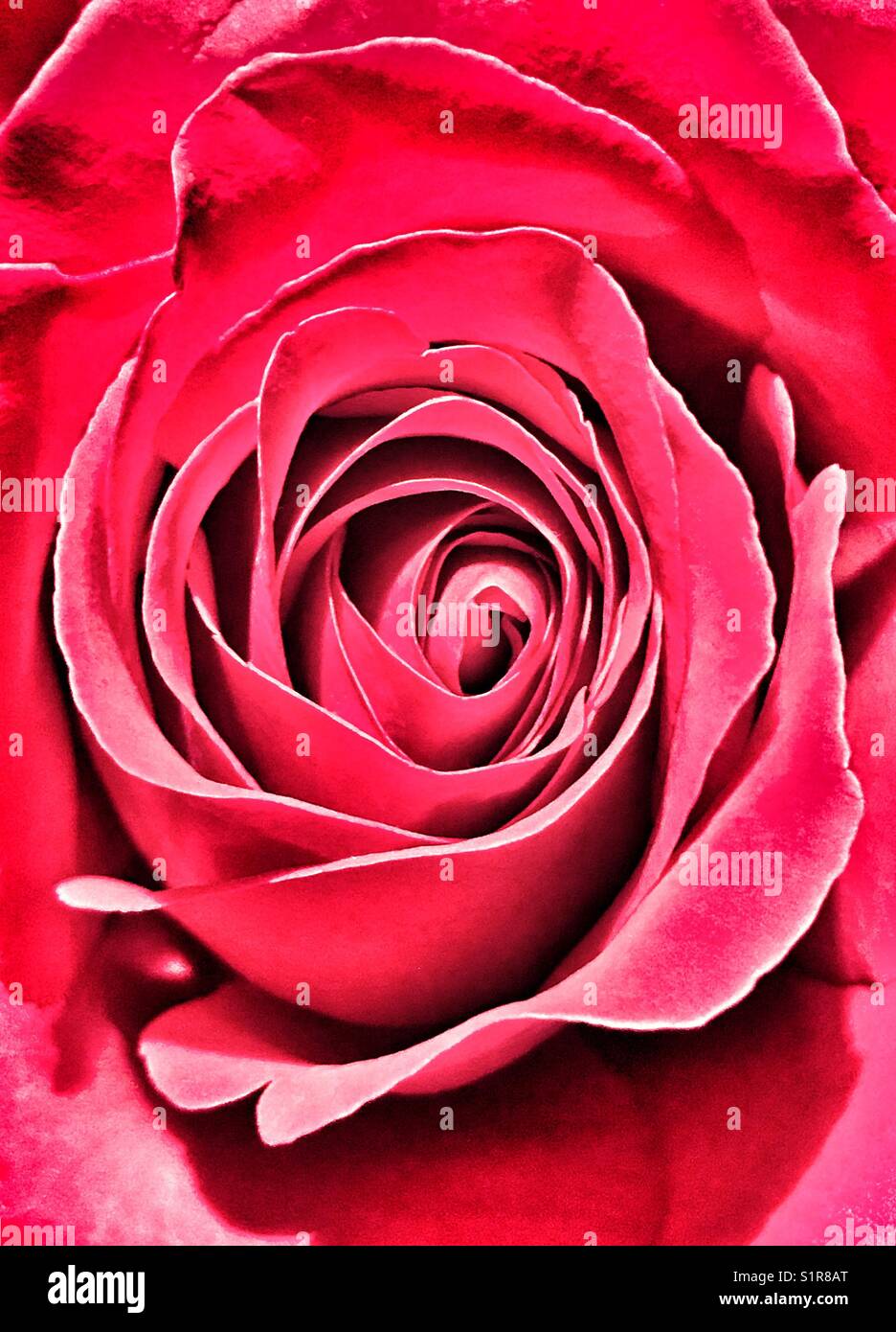 Pink rose in dramatic lighting Stock Photo - Alamy
