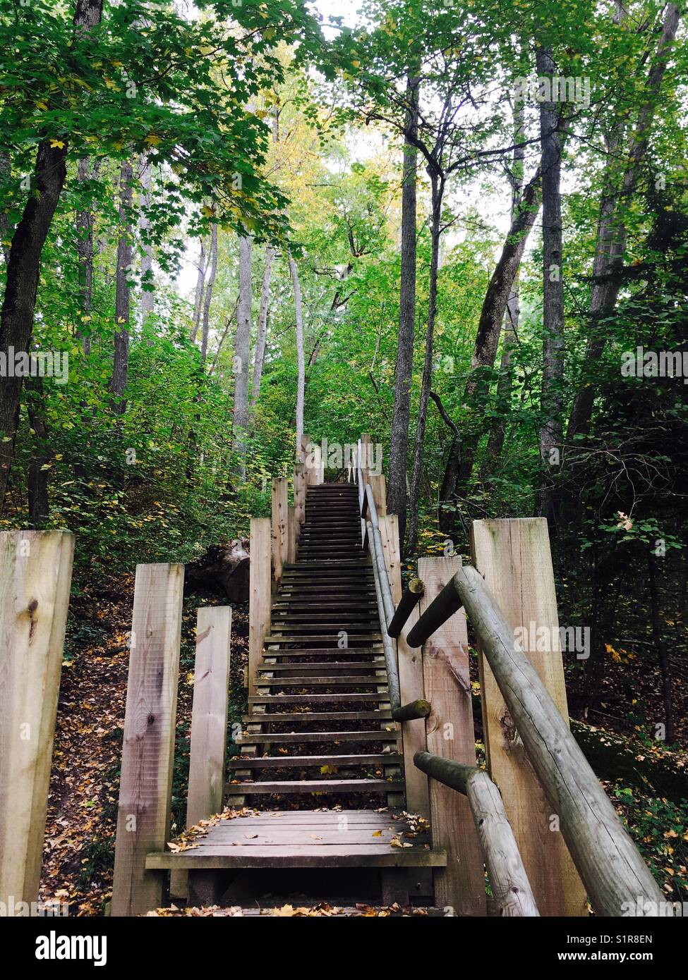 Wooden staircase in forest hi-res stock photography and images - Alamy