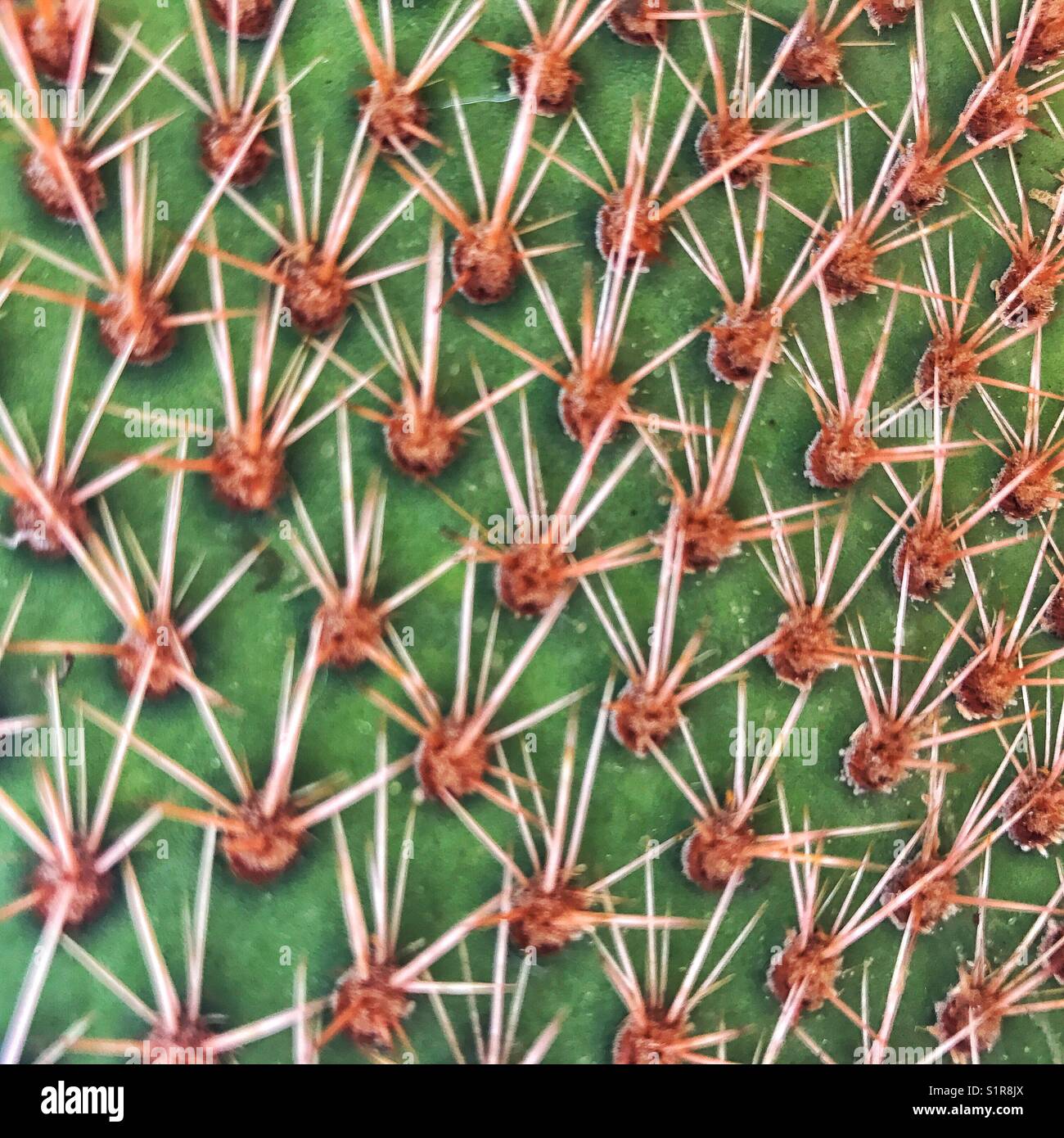 Prickly plant hi-res stock photography and images - Alamy