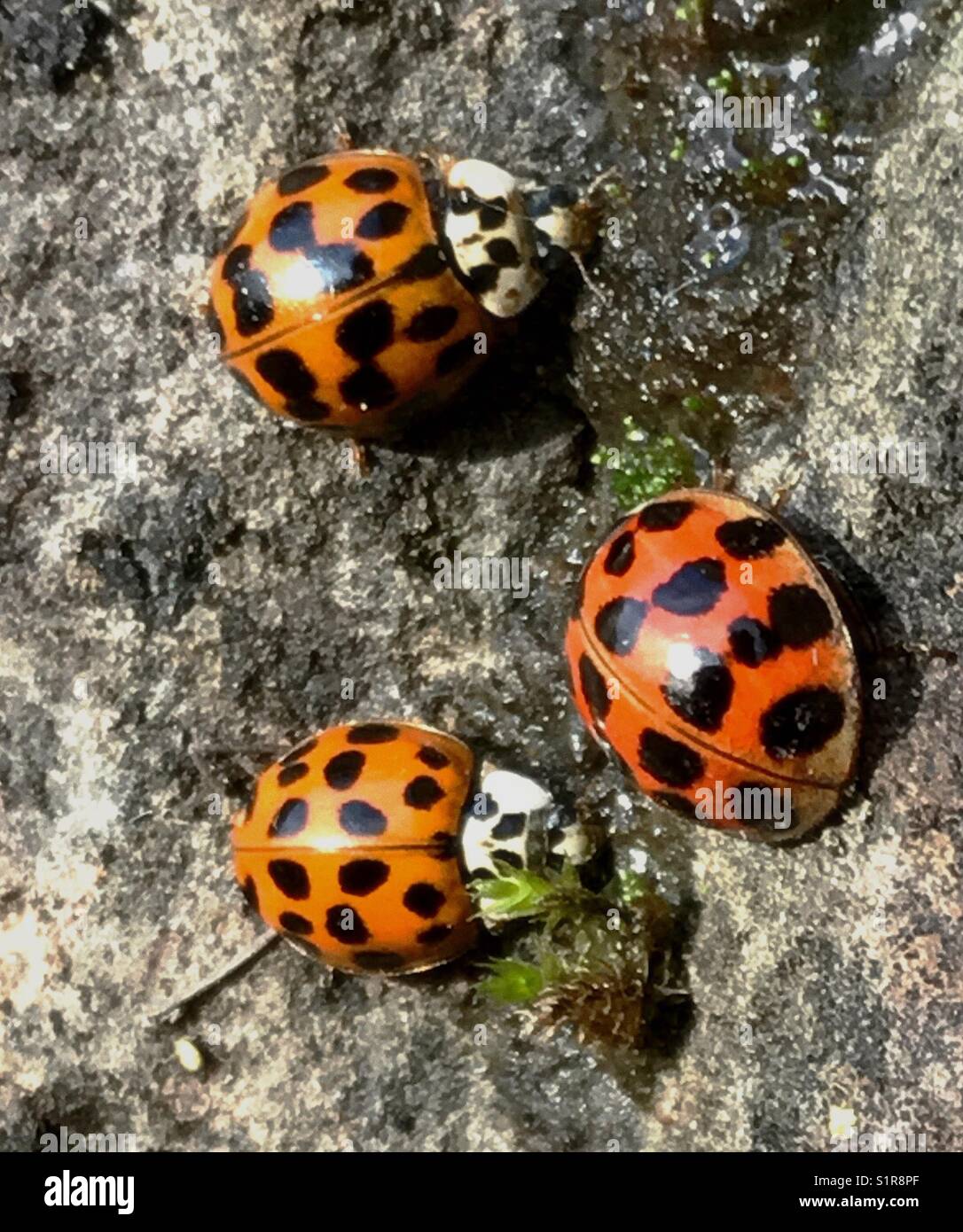 Lady bugs hi-res stock photography and images - Alamy