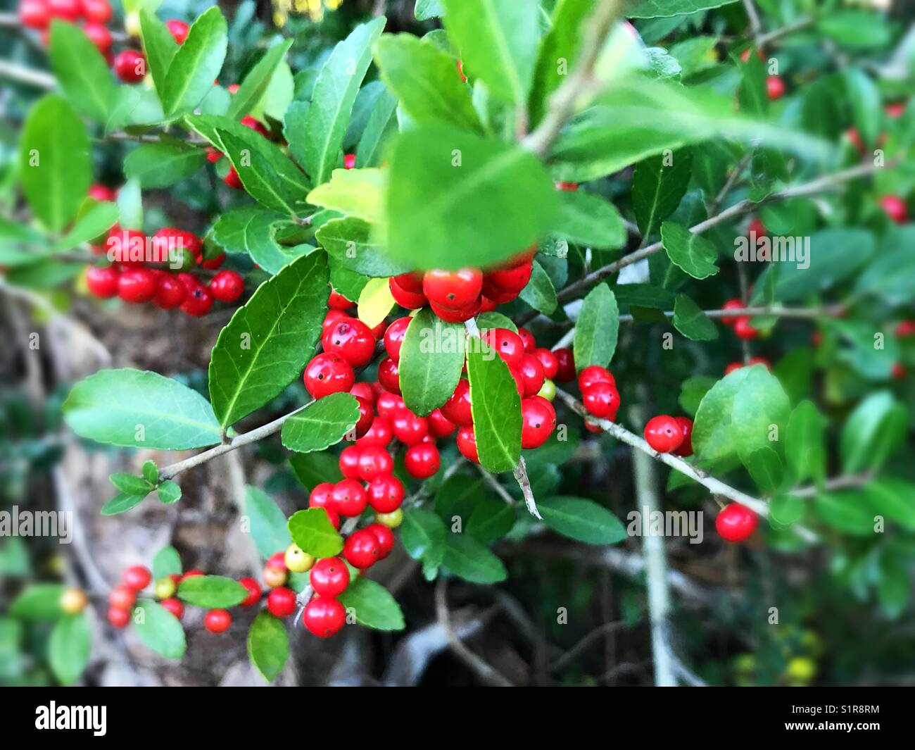 Florida holly hi-res stock photography and images - Alamy