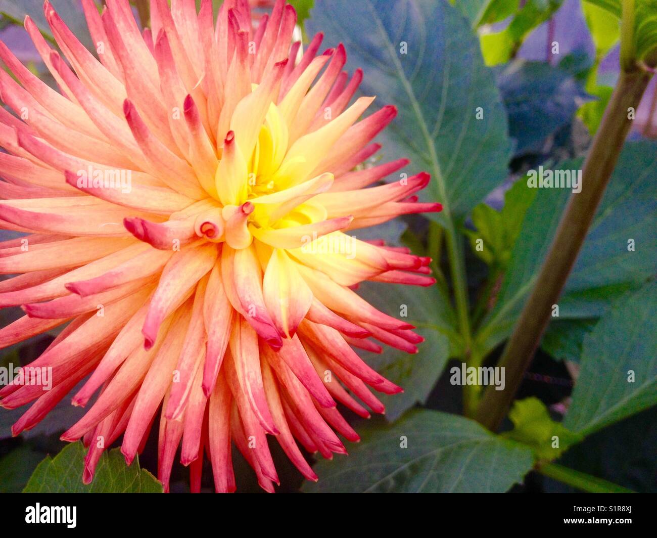 Large dahlia flower Stock Photo - Alamy