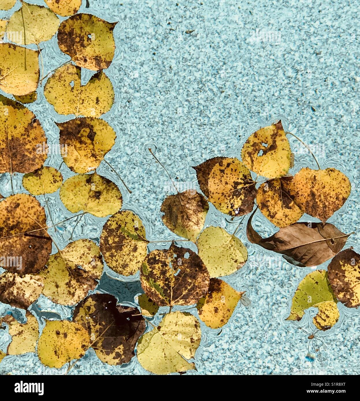 Fall leaves floating in swimming pool water Stock Photo - Alamy