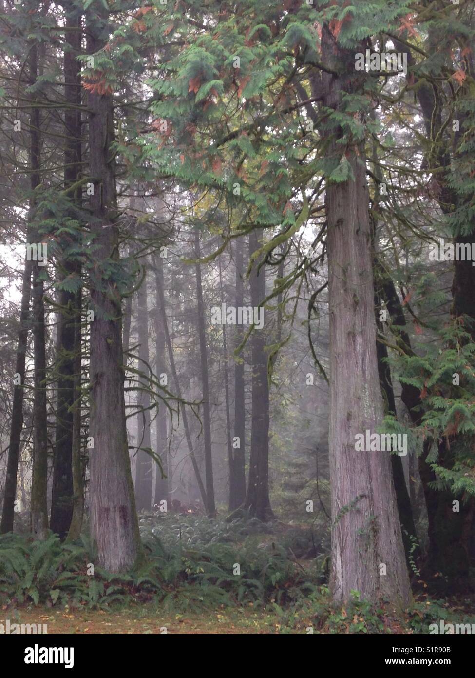 Pacific northwest trees hi-res stock photography and images - Alamy