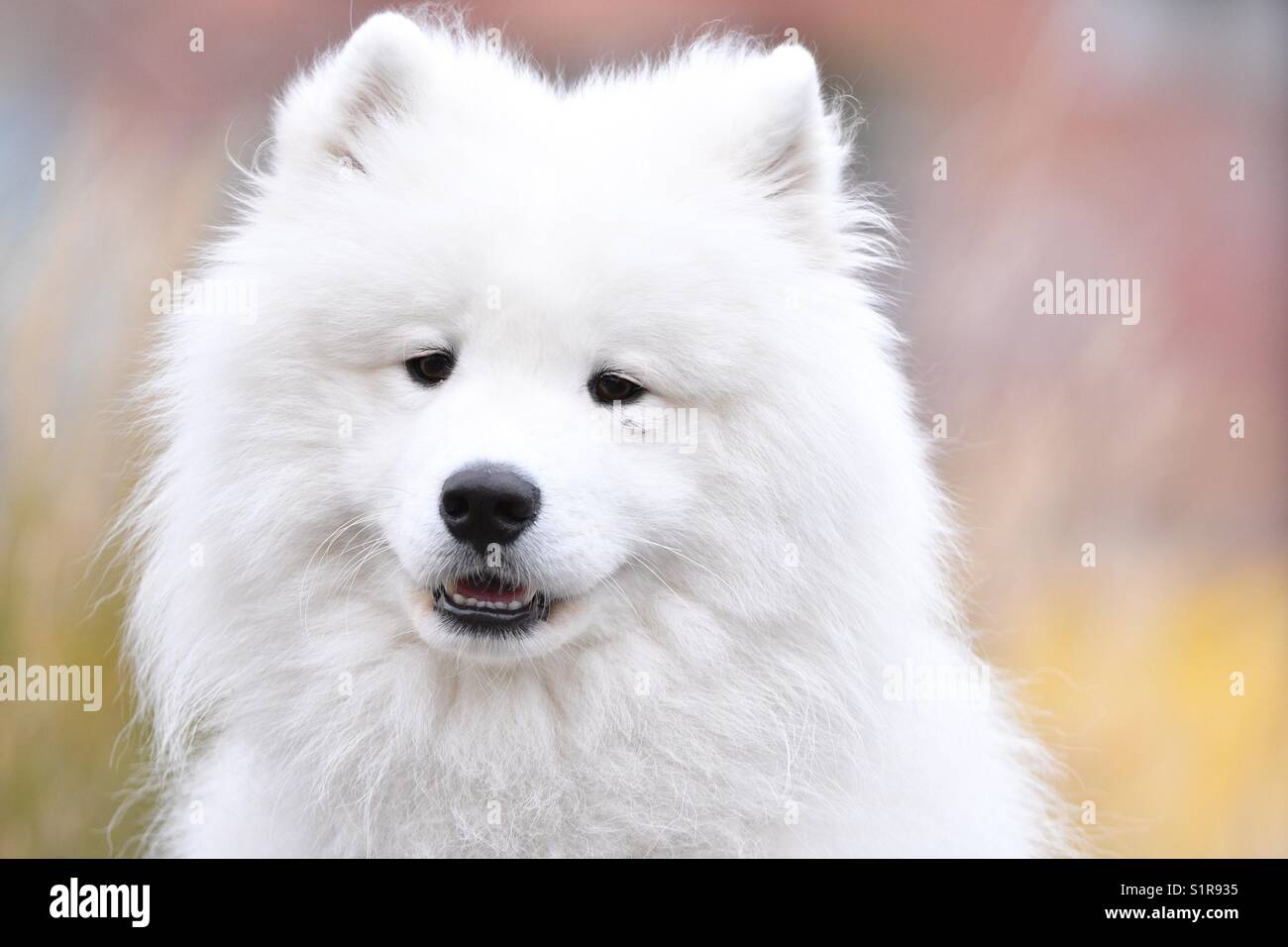 Samojed Stock Photos & Samojed Stock Images - Alamy