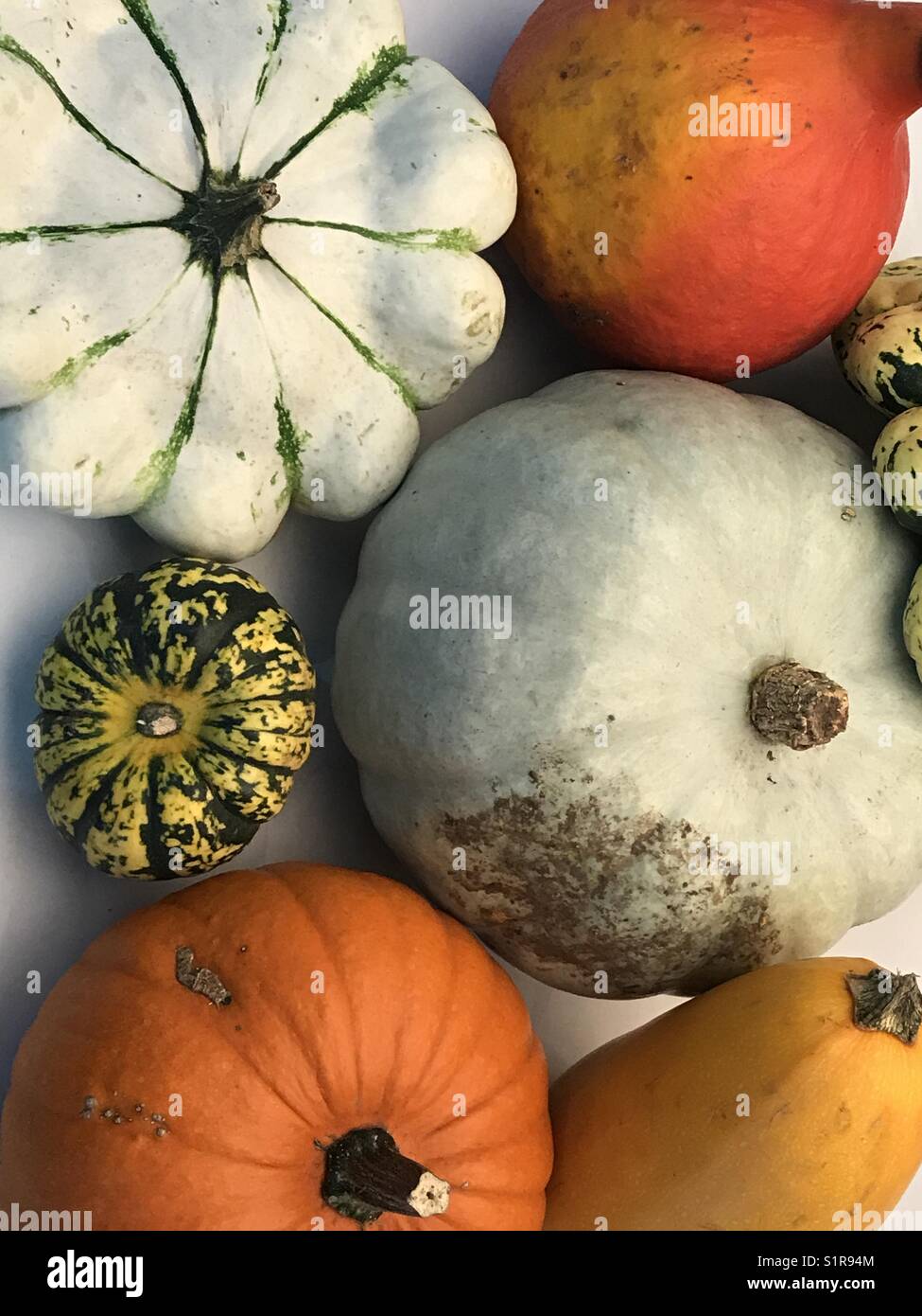A variety of squashes Stock Photo - Alamy