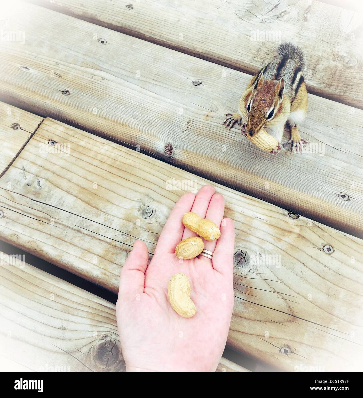 Chipmunk eating a peanut that was taken from human hand Stock Photo - Alamy