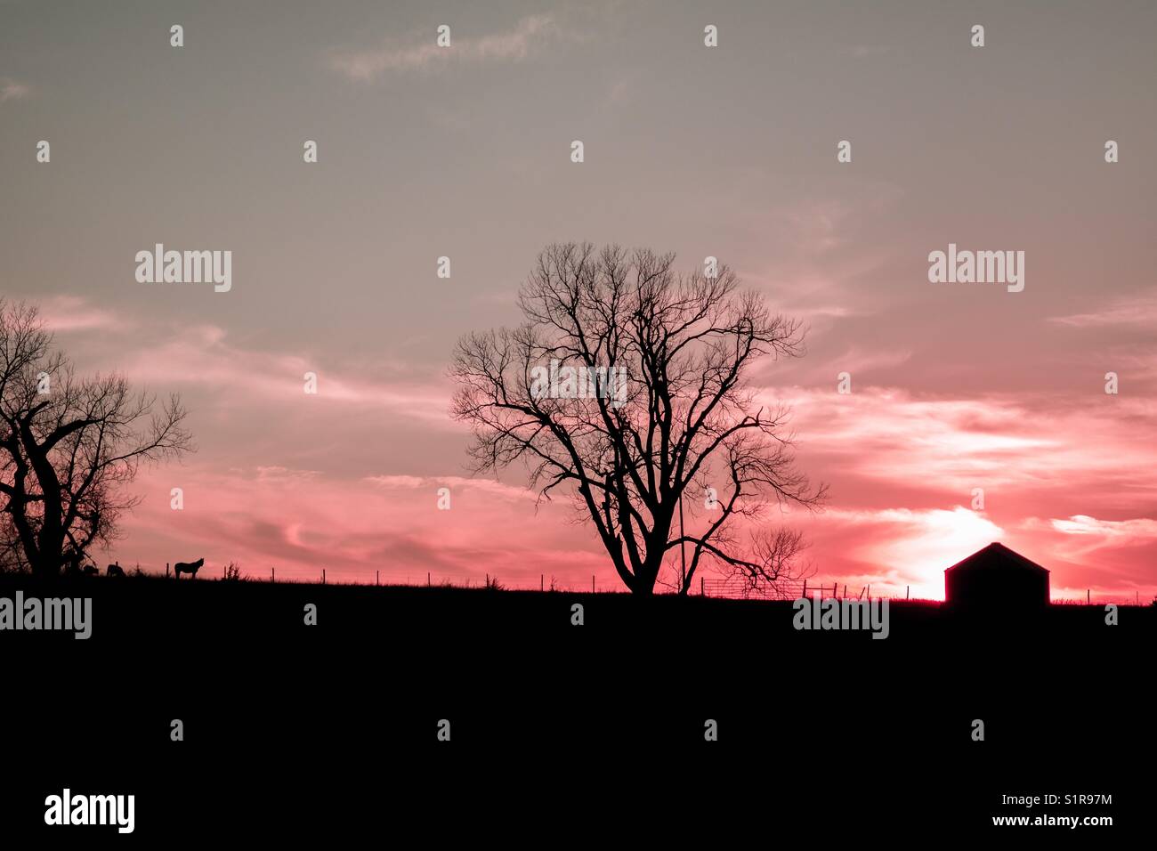 Nebraska tree hi-res stock photography and images - Alamy