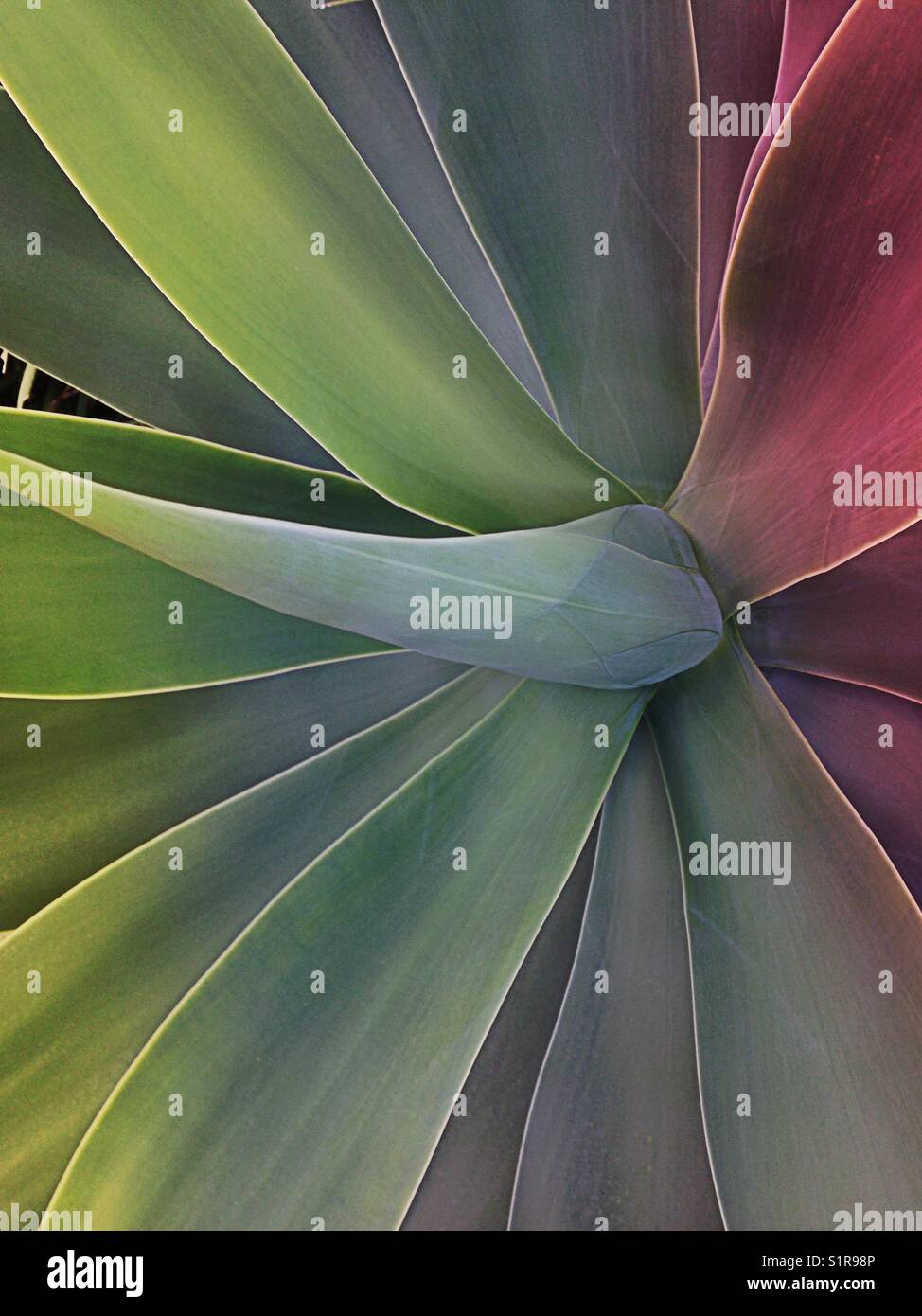 Amazing texture hi-res stock photography and images - Alamy