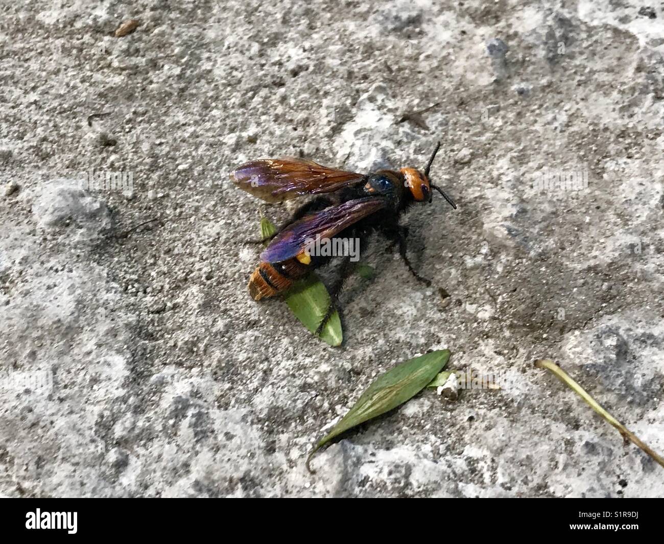 Colorful fly hi-res stock photography and images - Alamy