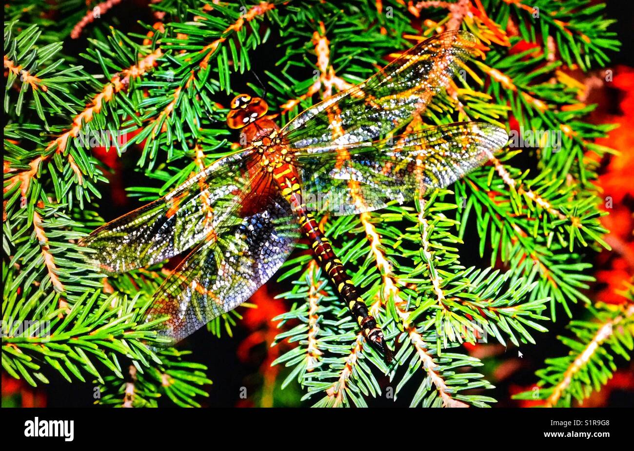 Dragon fly camouflage Stock Photo - Alamy