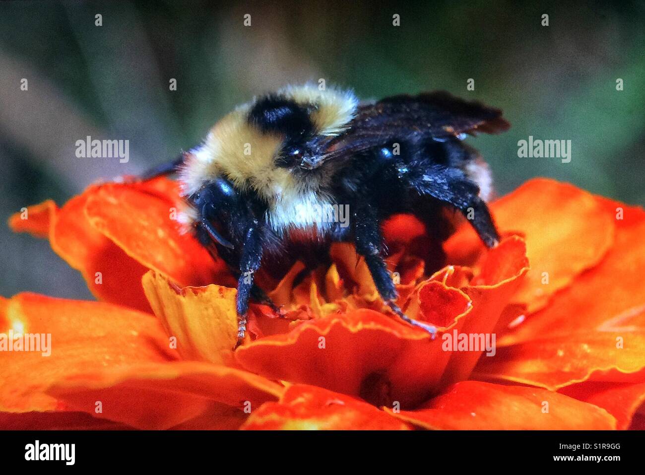 Bumble bee at work Stock Photo - Alamy