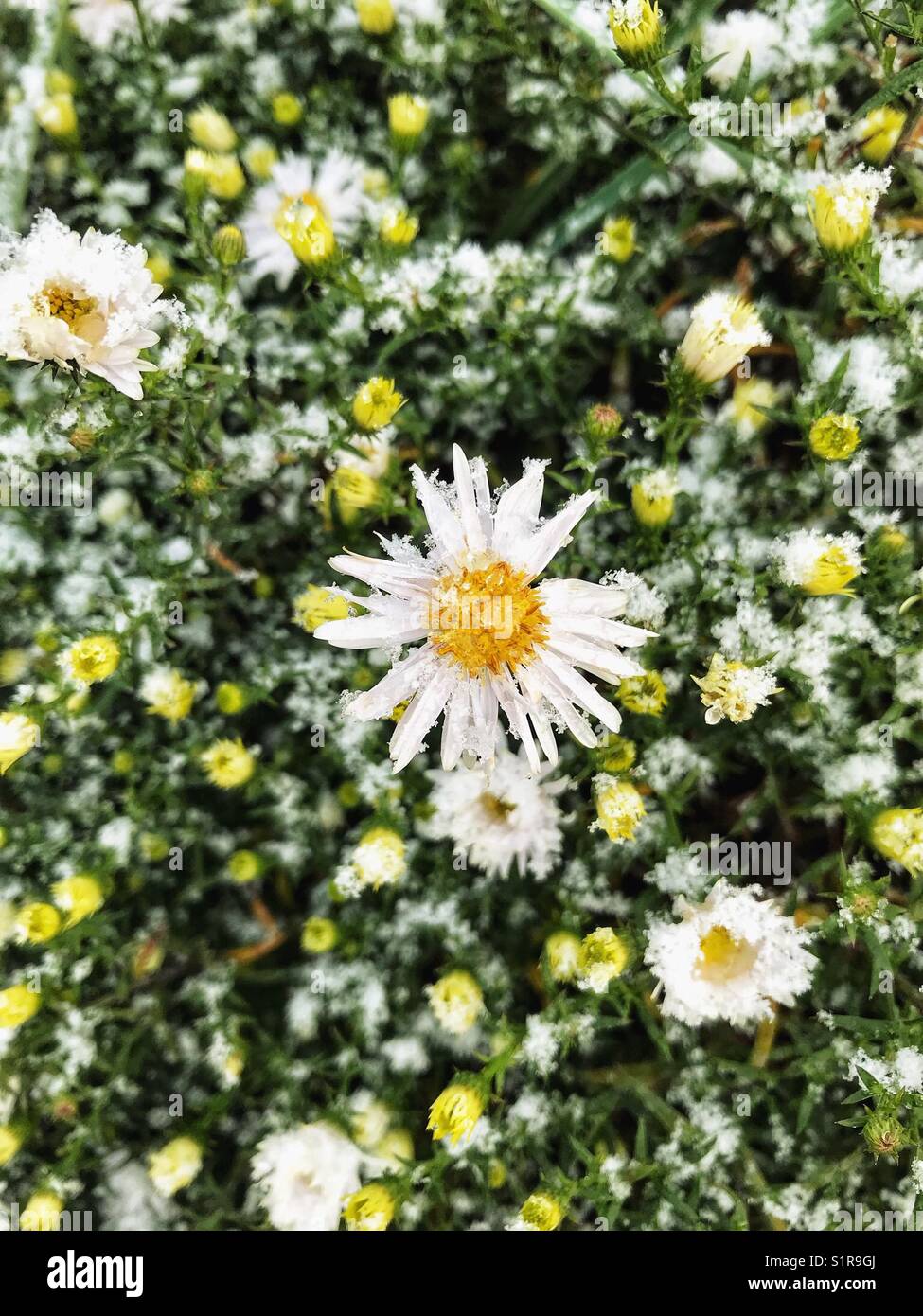 Daisy In Snow High Resolution Stock Photography and Images - Alamy