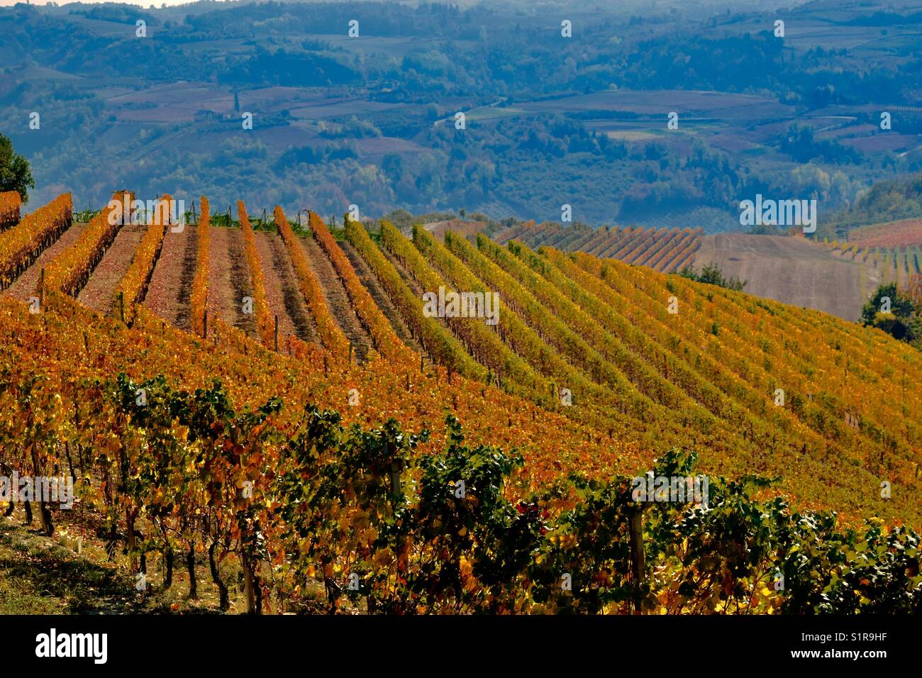 Harvest in Italy Stock Photo - Alamy