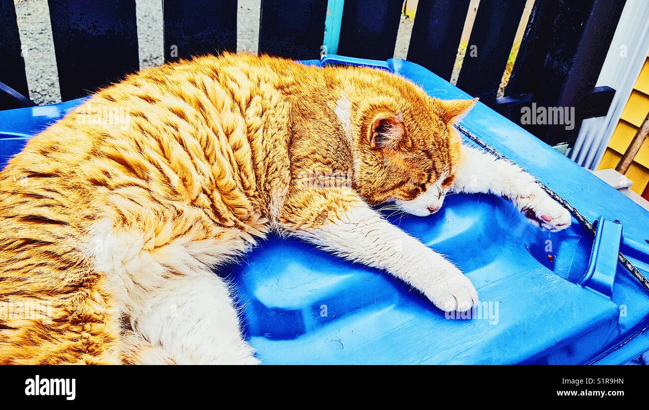 Cat lying on rubbish bin with spider on its nose Stock Photo - Alamy