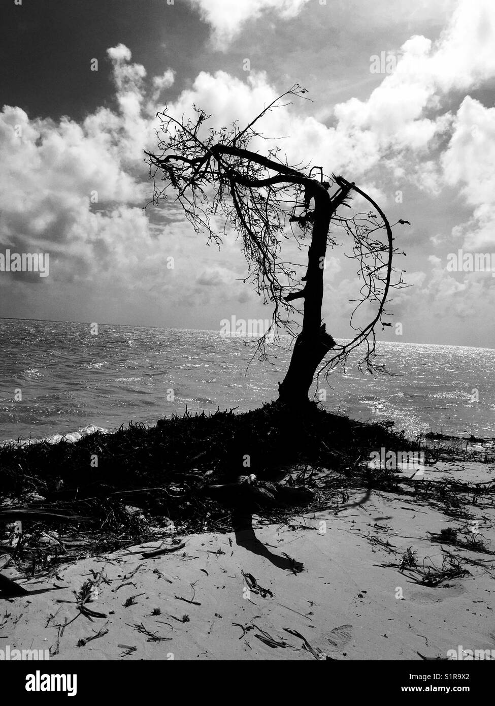 Dead tree florida keys hi-res stock photography and images - Alamy