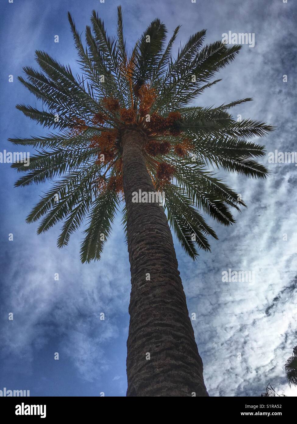 Tree hdr hi-res stock photography and images - Alamy