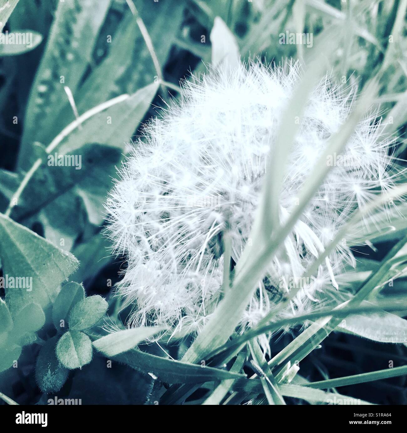 Dandelions grass hi-res stock photography and images - Alamy