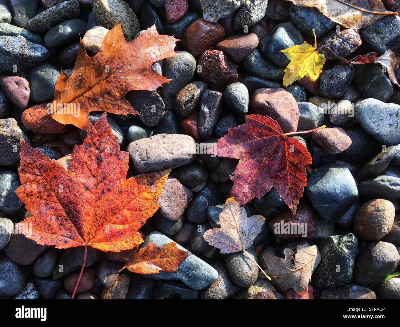 Leaves rocks hi-res stock photography and images - Alamy