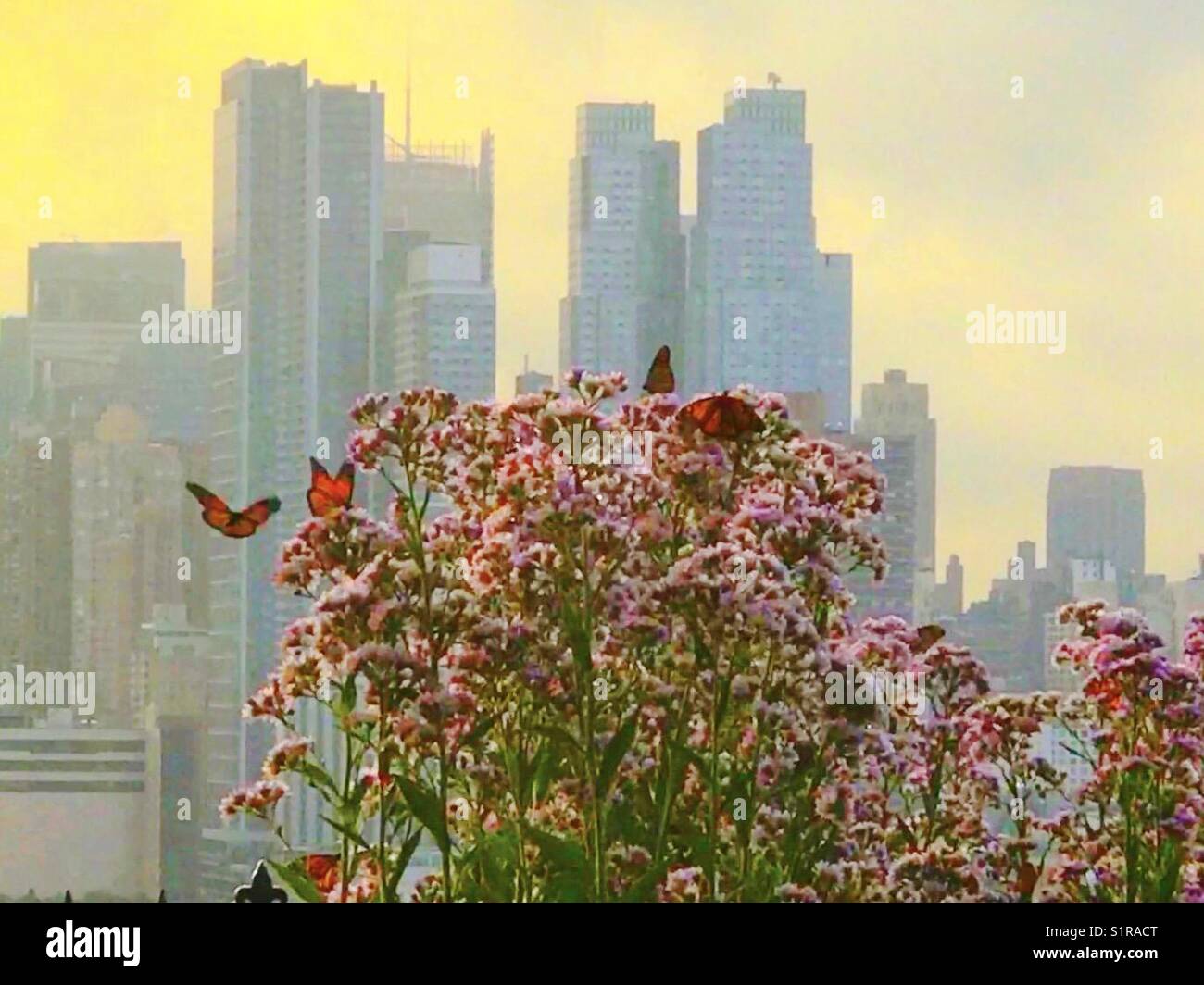 Butterfly in city hi-res stock photography and images - Alamy