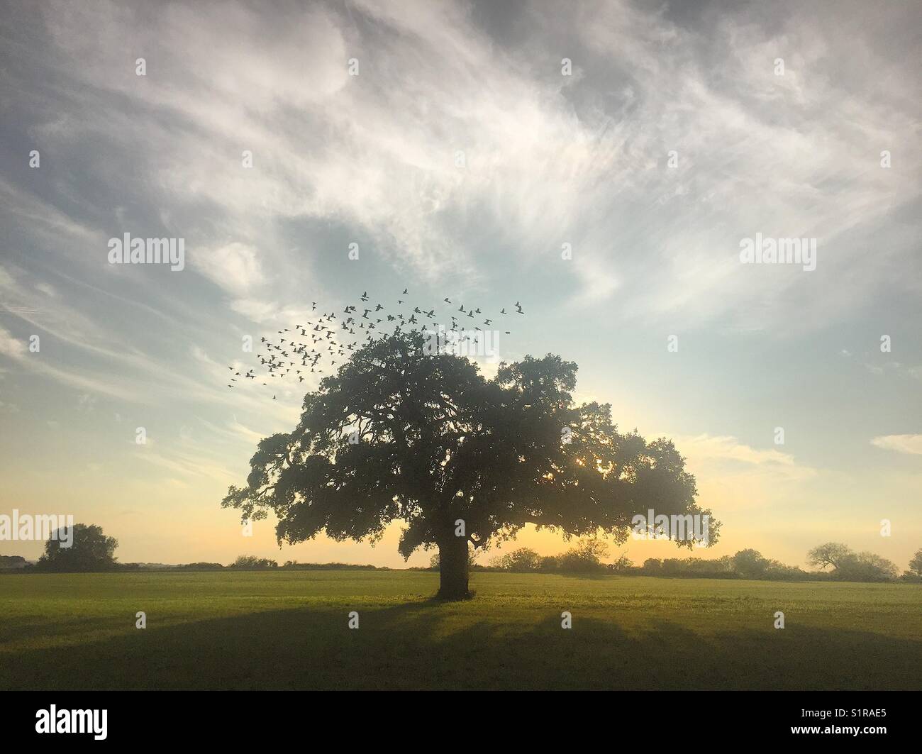 Tree withstands hi-res stock photography and images - Alamy
