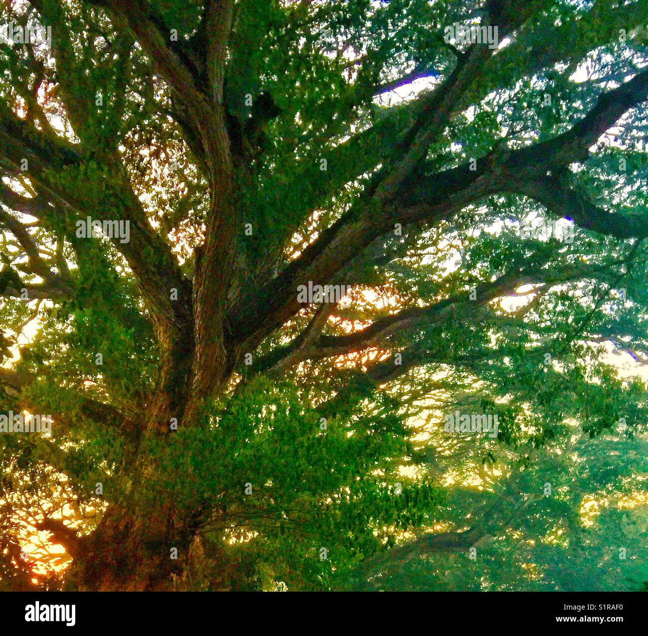 North American Acacia Tree