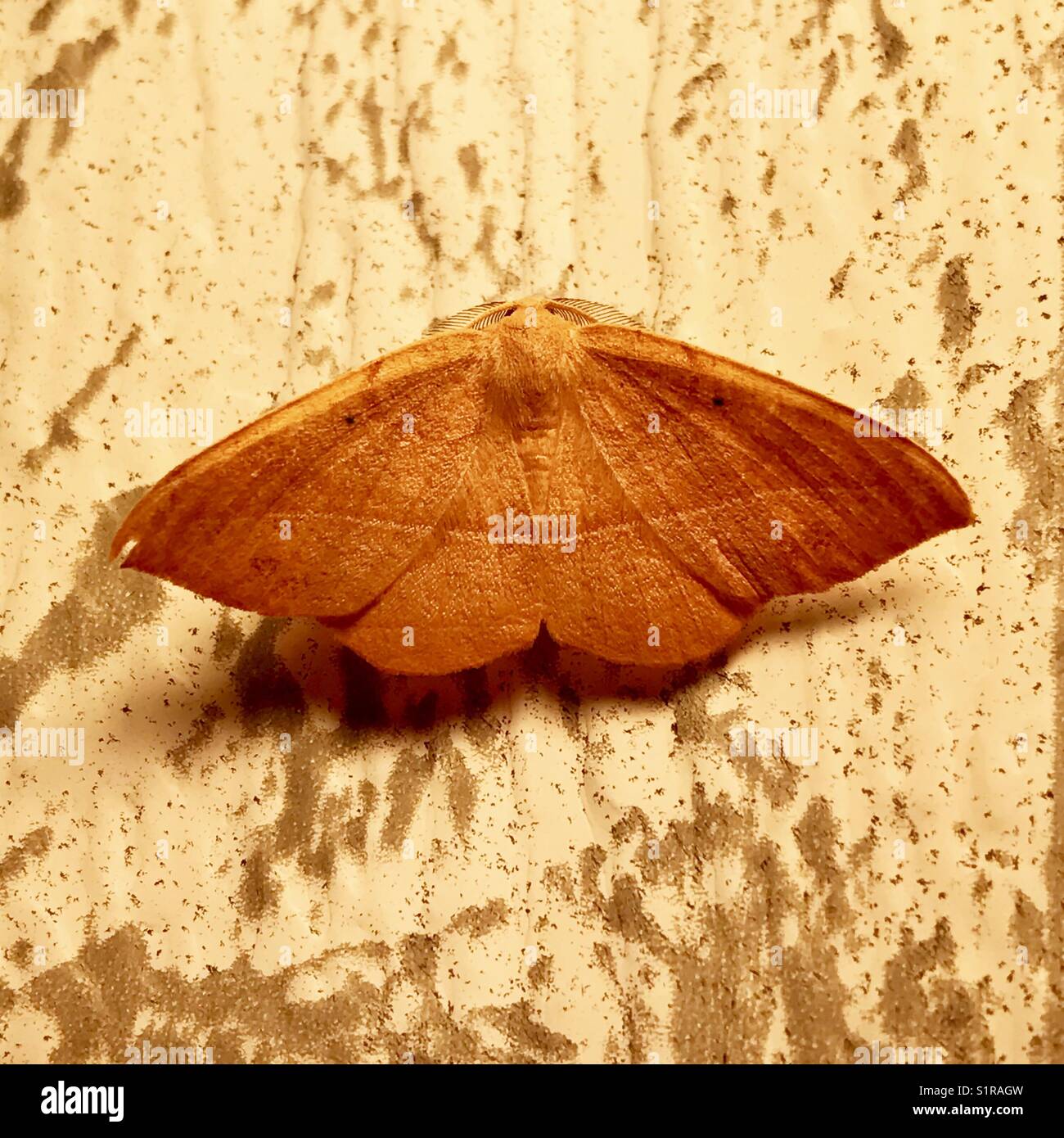 Colored moth hi-res stock photography and images - Alamy