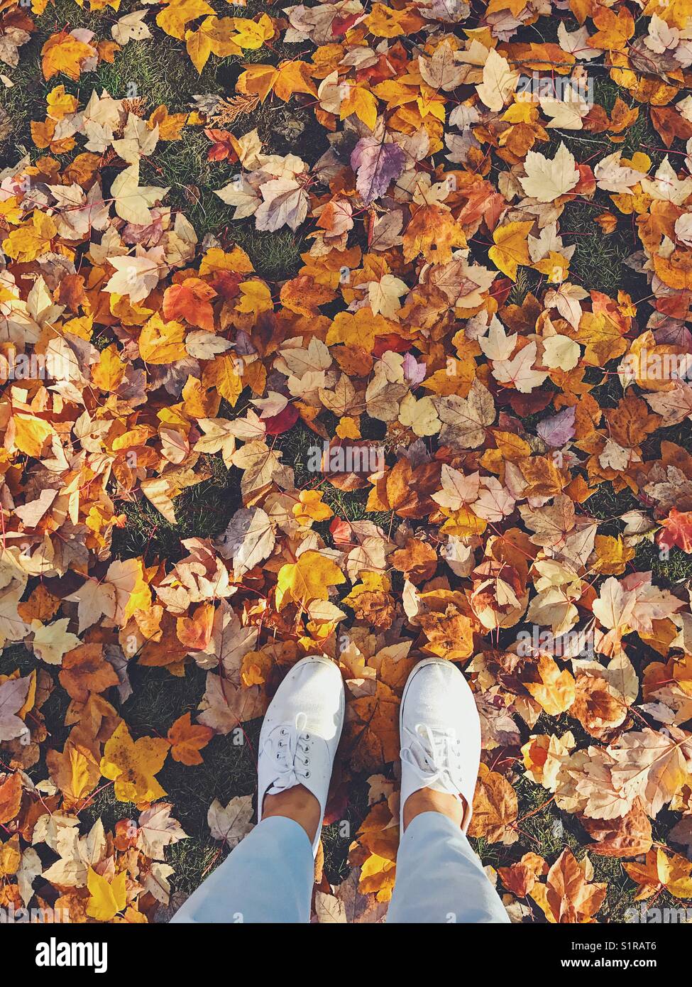 Fall shades hi-res stock photography and images - Alamy