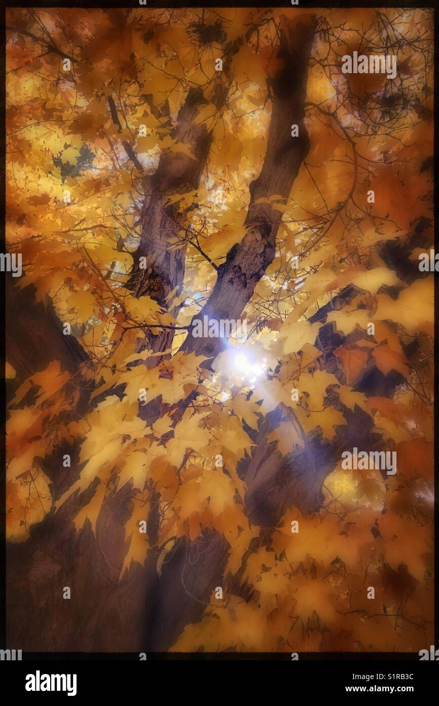 Maple leaf sunburst hi-res stock photography and images - Alamy