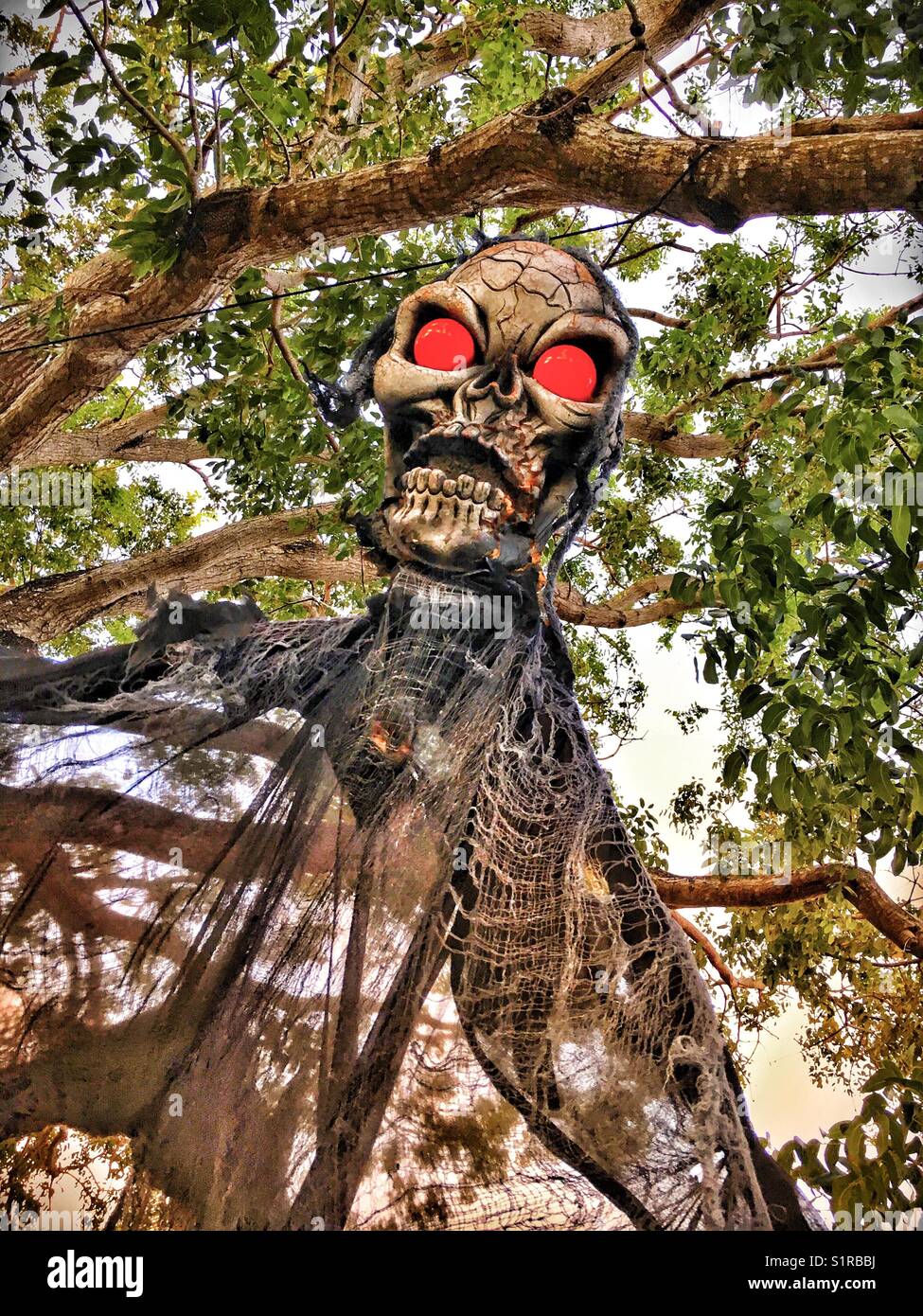 Skelton tree hi-res stock photography and images - Alamy