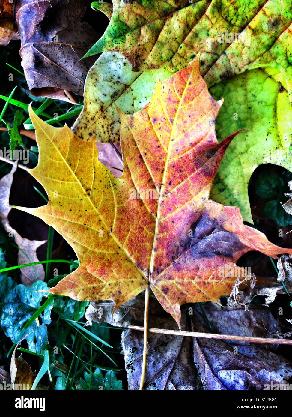Fallen sycamore leaves hi-res stock photography and images - Alamy