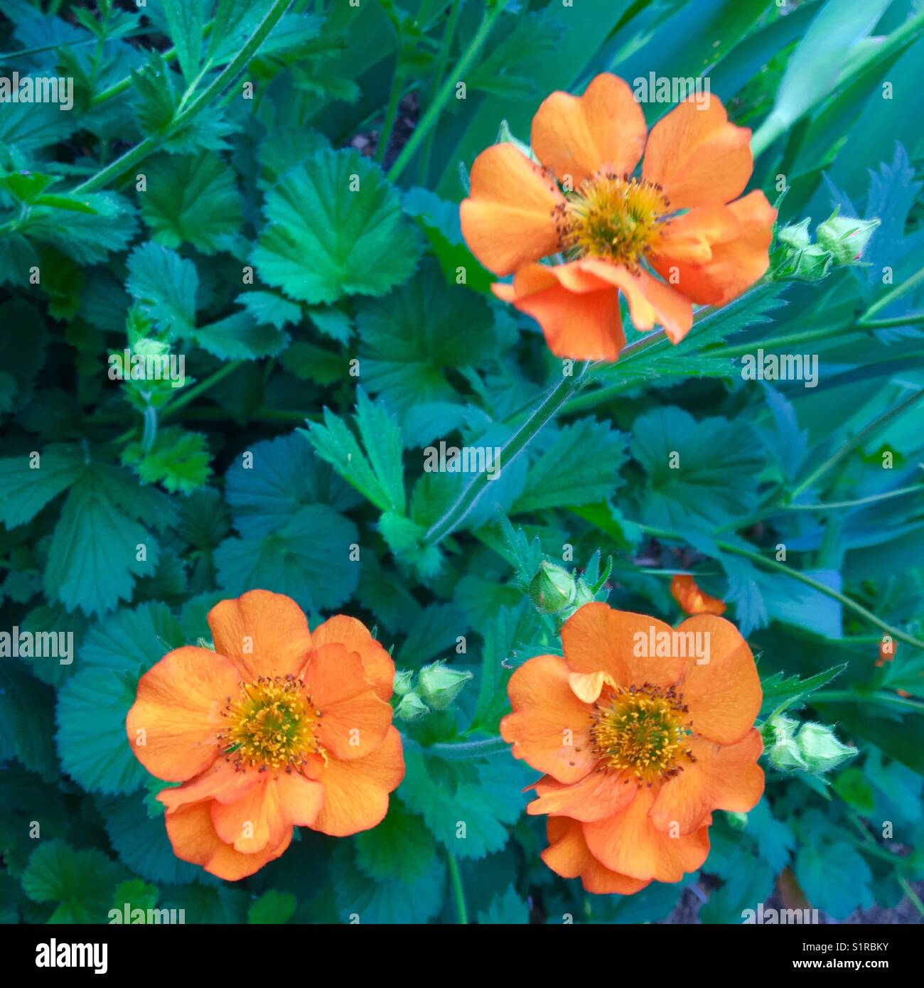 Orange flowers in spring hi-res stock photography and images - Alamy