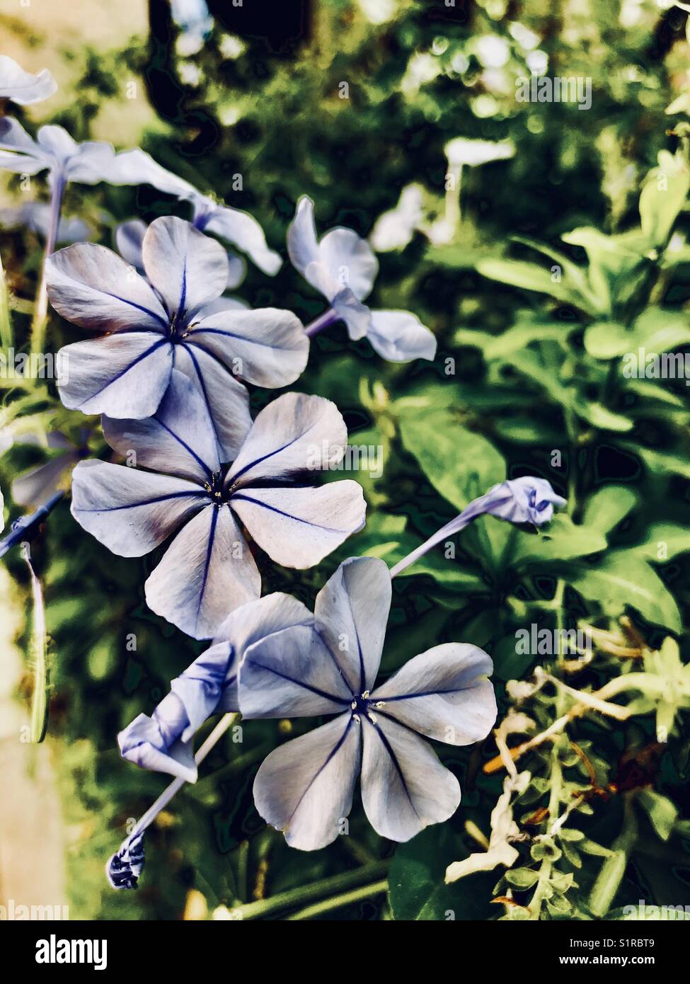 Edited flowers hi-res stock photography and images - Alamy