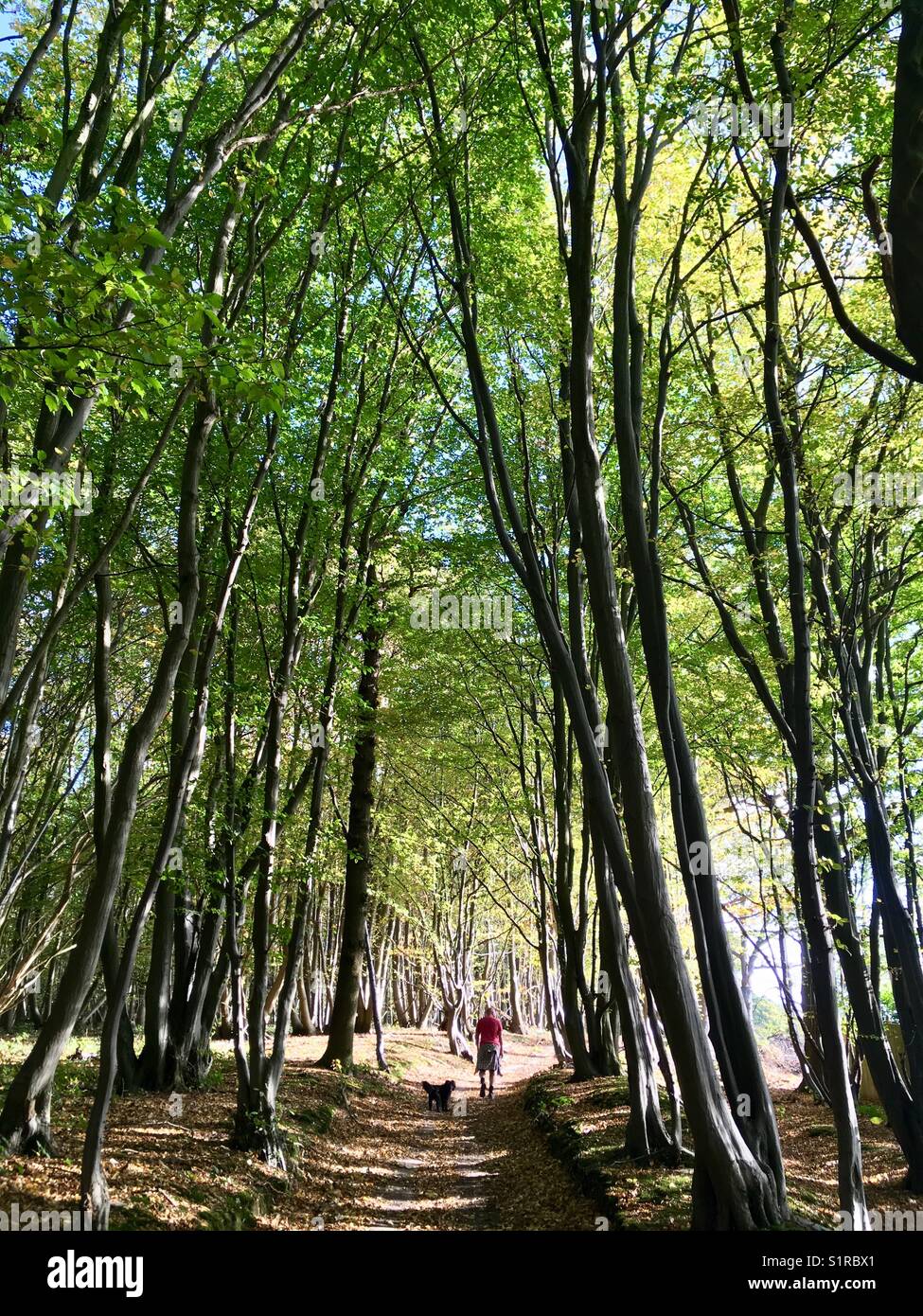 Man walking in woods hi-res stock photography and images - Alamy