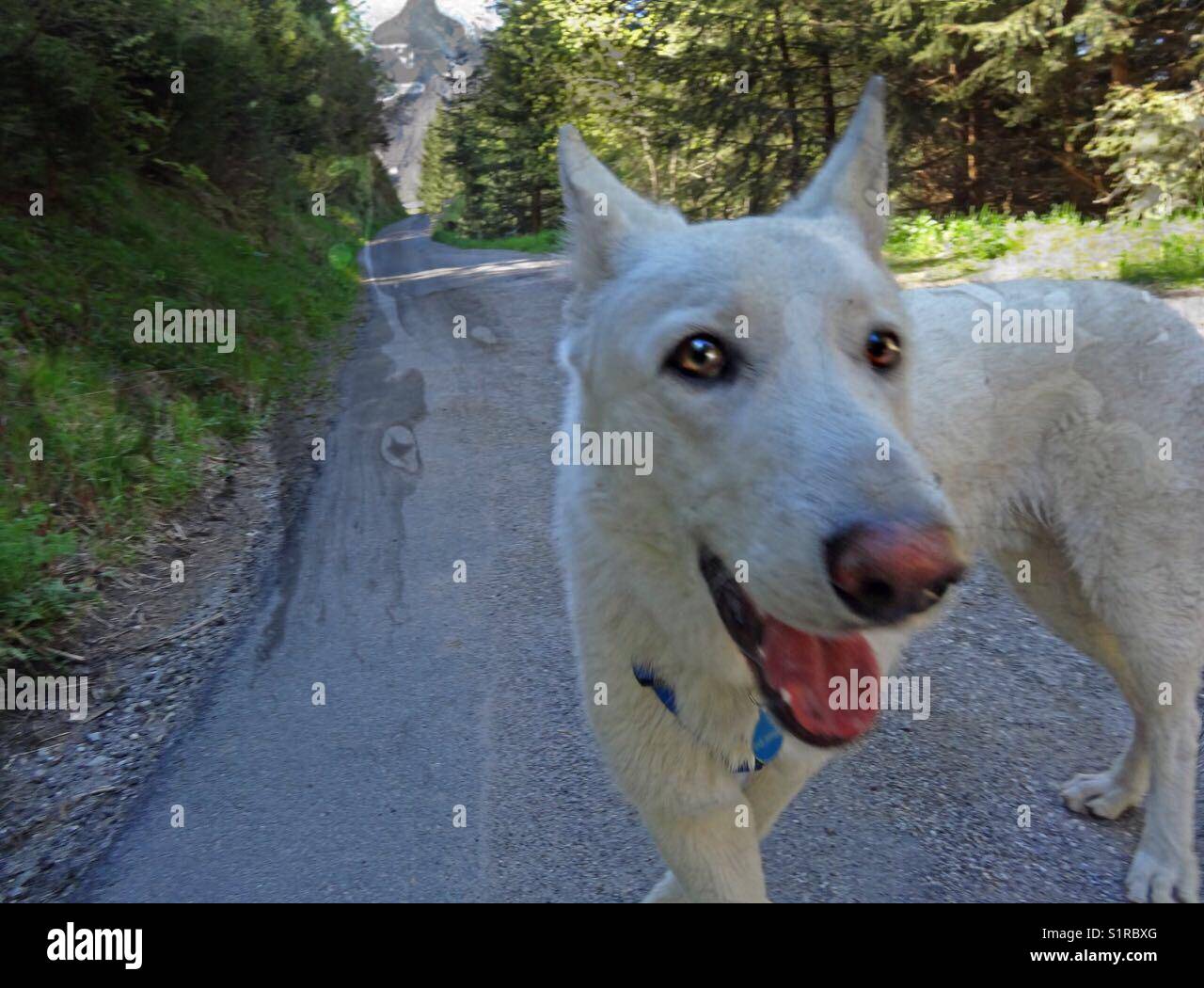 Canadian shepherd dog hi-res stock photography and images - Alamy