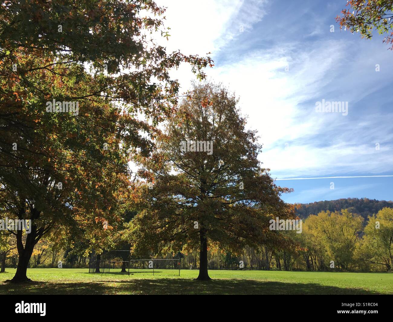 Trees in the park Stock Photo - Alamy