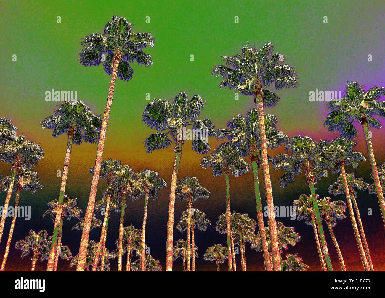 Rainbow With Palm Trees High Resolution Stock Photography and Images ...